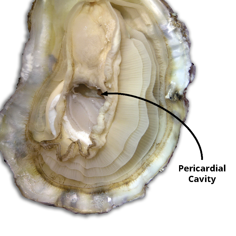 Oyster Internal Anatomy